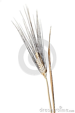 Wheat Isolated On White Backgrounds, Spiga Di Grano Stock Photography ...