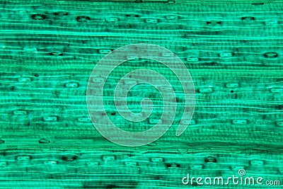 Wheat Leaf Epidermis Under The Microscope Royalty-Free Stock Image ...