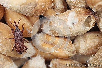 Wheat Weevil Sitophilus Granarius Beetle On Damaged Grain Stock Photo ...