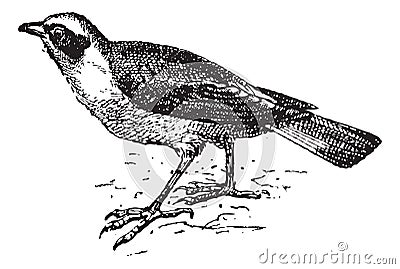 Wheatear, Vintage Engraving Cartoon Vector | CartoonDealer.com #163066967