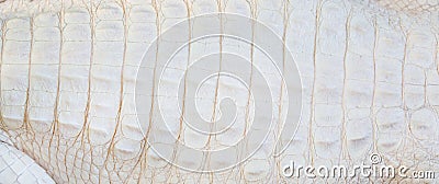White Alligator Skin Texture Stock Photo - Image: 63532383