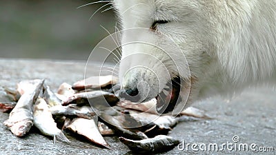 White Arctic Fox Eating Fish from a Rock Stock Video - Video of mammal ...