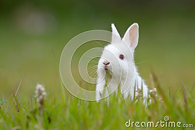 White Baby Rabbit In The Grass Stock Photo - Image: 48893004