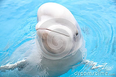 White beluga whale smiling stock image. Image of endangered - 4833467