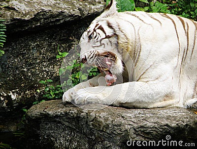 White Bengal Tiger Feeding On Meat Royalty-Free Stock Image ...