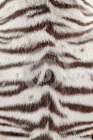 White Bengal Tiger Fur Royalty Free Stock Photo - Image: 26263765