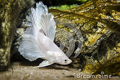 White Butterfly Betta Fish Royalty-Free Stock Photography ...