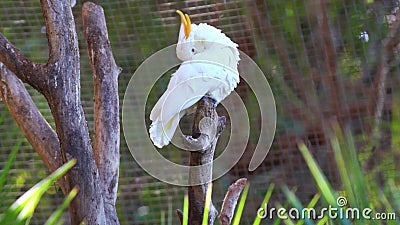 Cacadu parrot in zoo stock footage. Video of crested - 112543332