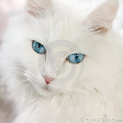 White Cat Stock Photography - Image: 13309142