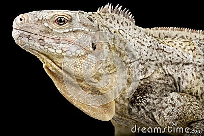 White Cay Ground Iguana Cyclura Rileyi Cristata Royalty-Free Stock ...