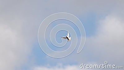 White Dove Flies in the Spring Sky Stock Video - Video of flight, peace ...