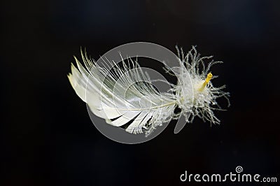 White Feather Royalty Free Stock Images - Image: 716469