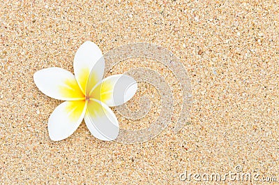 White Flower On Sand Beach Stock Photos - Image: 24470233