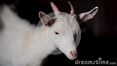 White Goat Tied To Rope Grazes on Green Lawn and Looks Around and into ...