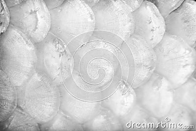 White Or Gray Carp Texture Or Koi Fish Scales Patterns Nature ...