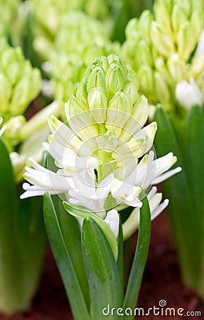 White Hyacinth Flowers. Stock Image - Image: 35700351