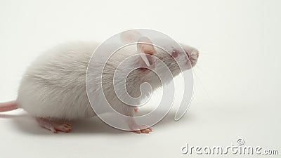 A White Laboratory Mouse Albino As Used in Scientific Experiments ...