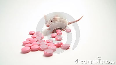 Experimental Mice for Biological Test Stock Footage - Video of ...