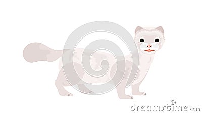 White Mink. Mink In A Flat Style. Isolated, Vector. | CartoonDealer.com ...