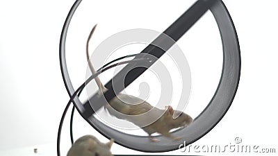 A White Mouse is Running in the Running Wheel, Another White Mouse is ...