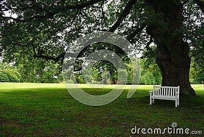 White Park Bench In The Shade Of A Large Tree Stock Photography ...