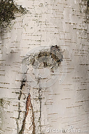 White Patchy Texture Of Silver Birch Tree, Also Called European White ...