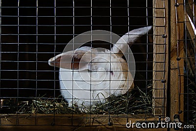 White Rabbit In A Cage At The Farm Stock Photography | CartoonDealer ...
