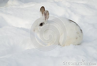 White Rabbit In Snow Stock Photos - Image: 32617383