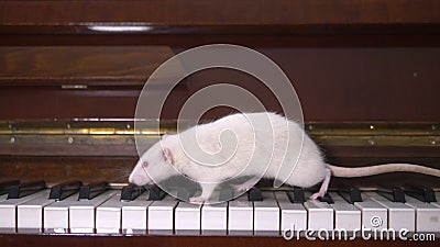 White Rat Plays the Piano. White Mouse Running on the Piano Keyboard ...