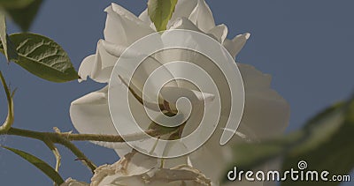White Rose Flower Blows in the Wind Stock Video - Video of macro ...