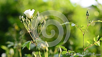 White Rose Flowers Blowing in the Wind. Stock Video - Video of floral ...