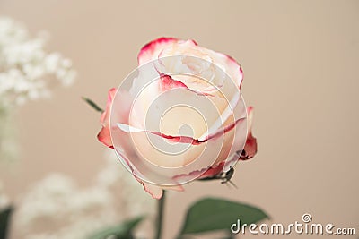 White Rose With Red Edge. Indoor Stock Photo - Image: 62676969