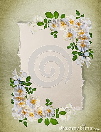 White Roses Frame Stock Image - Image: 20572831