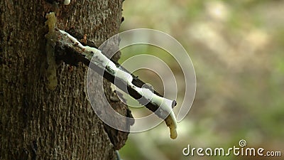 White Sap Coming Out of Ficus Tree Stock Video - Video of insect ...