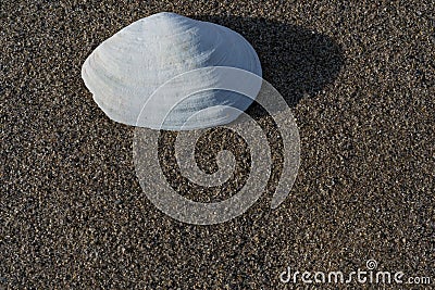 White Seashell Clam Top View Sand Background Royalty-Free Stock Photo ...