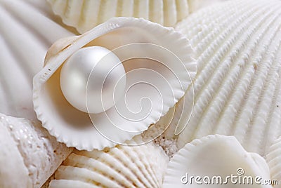 White Seashells With Pearl Royalty Free Stock Images - Image: 18344529