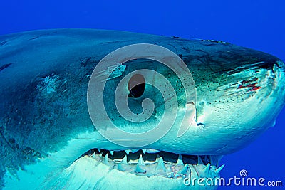 White Shark After Fight Royalty Free Stock Images - Image: 33240549