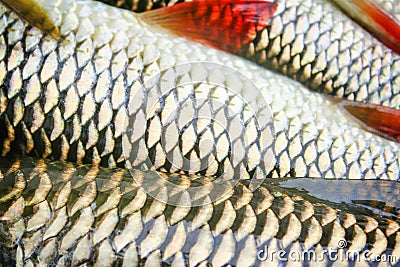 White Siamese Mud Carp Patterns ,freshwater Fish Texture For Background ...