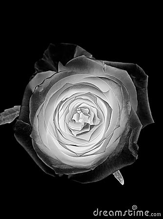 White Silver Rose Flower On Black Background Stock Photo - Image: 48979359
