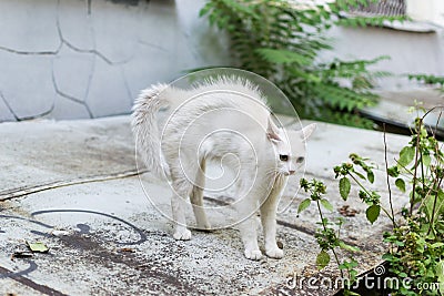A White Stray Cat Feels Threatened And Makes A Hunchback. Cat Rounded ...