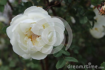 White Tea Rose Flower On A Background Of Green Leaves Royalty-Free ...