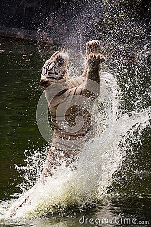 White Tiger Jumps/Jumping Royalty Free Stock Photography - Image: 27759927