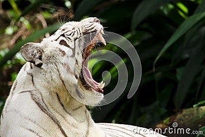 White Tiger Showing Teeth Stock Photos - Image: 12675473
