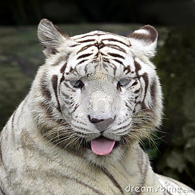 White Tiger Smiling Stock Photos - Image: 14873983