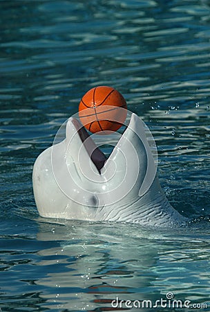 White Whale Playing Basketball Stock Photo - Image: 519560