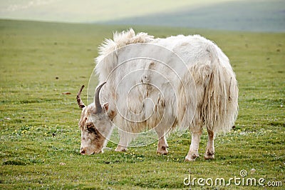 White Yak Eating Grass Royalty Free Stock Image - Image: 26090716