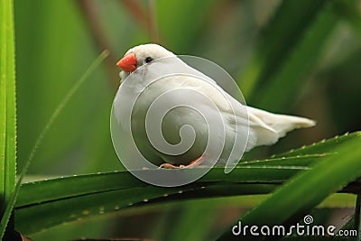 White Zebra Finch Royalty Free Stock Image - Image: 26675796