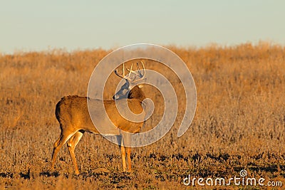 Red Fox Looking Back stock image. Image of mammal, foxes - 9152647