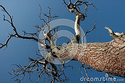Wicked Tree Royalty Free Stock Photography - Image: 44167