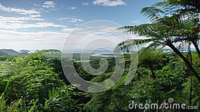 Wide shot of the jungle stock footage. Video of morning - 98759974